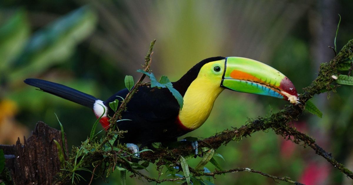 Personal Travel Management | Amazon Safari